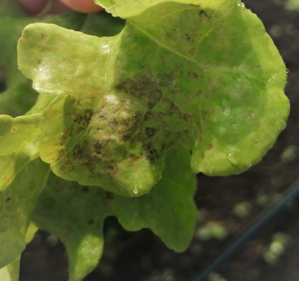 Tomato chlorotic spot orthotospovirus | EVA